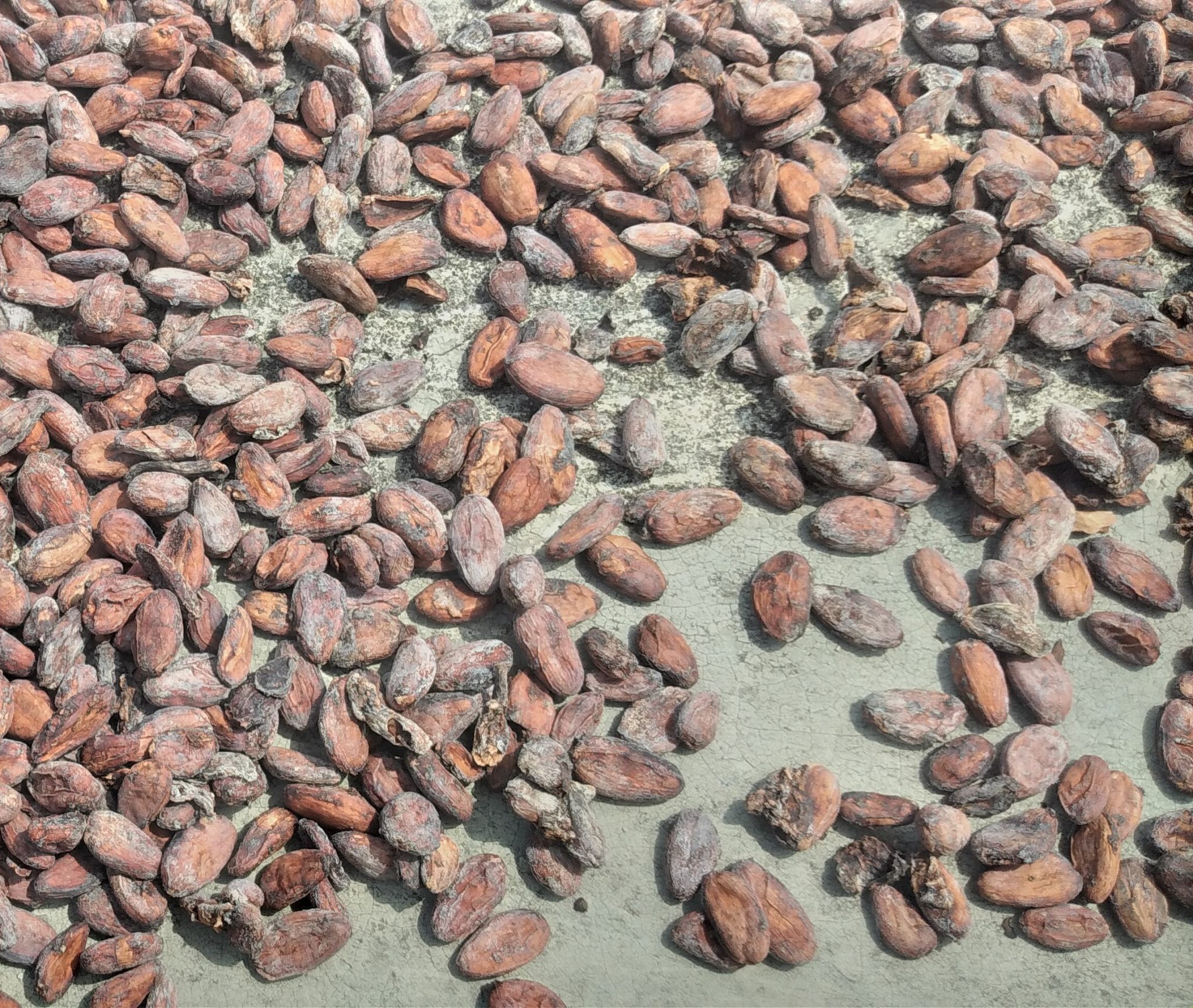 Cocoa from Indonesia - Export Indonesia